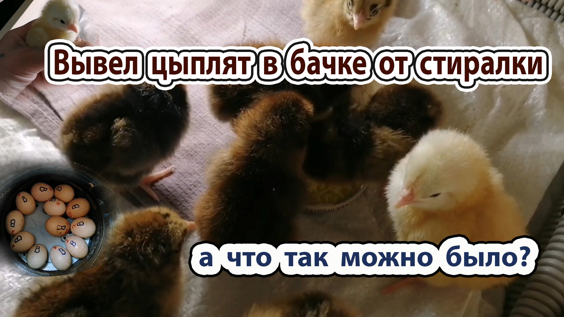 Инкубатор своими руками. Вывел цыплят в бачке от стиралки.
