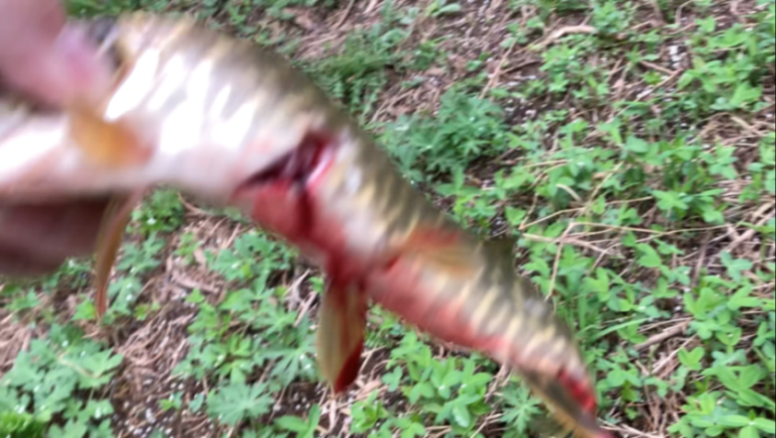 На глиннице появилась  щука-монстр Вытащил щуку, а там, Вся разорвана