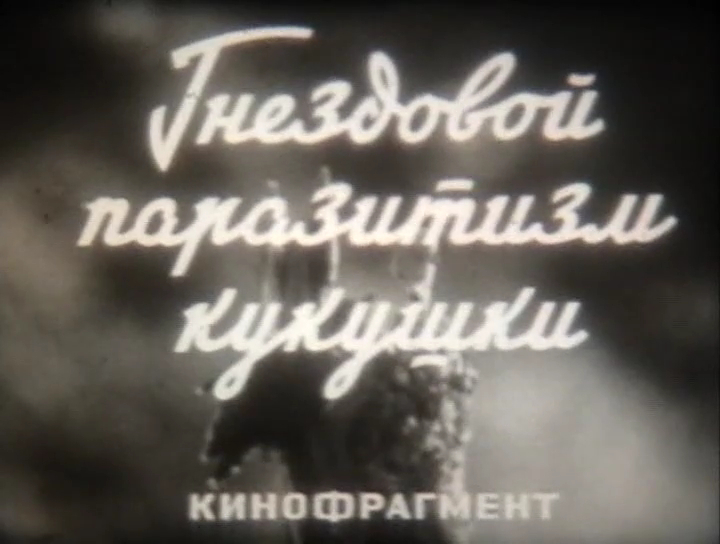 Гнездовой паразитизм кукушки