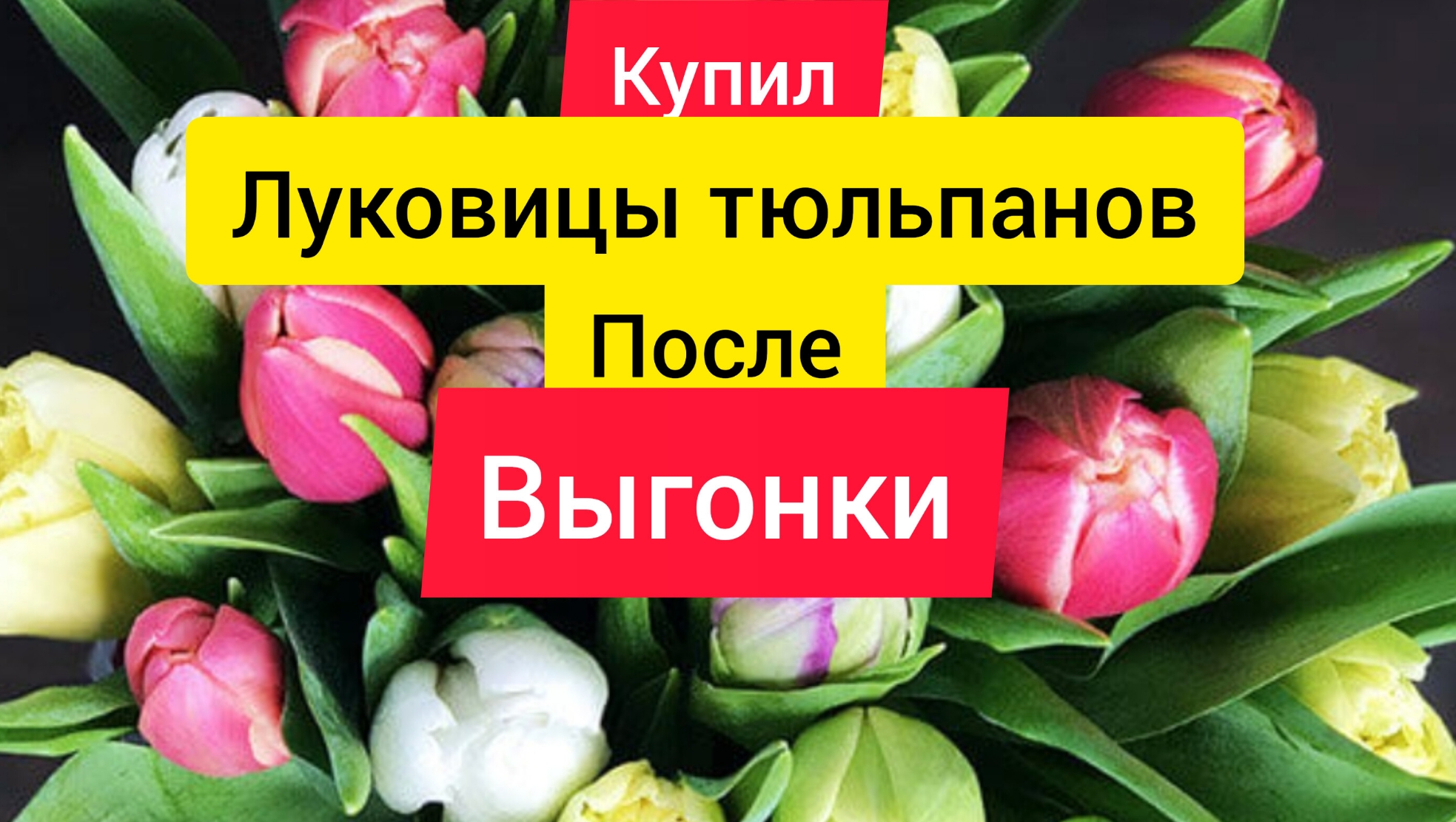 Луковицы тюльпанов после выгонки