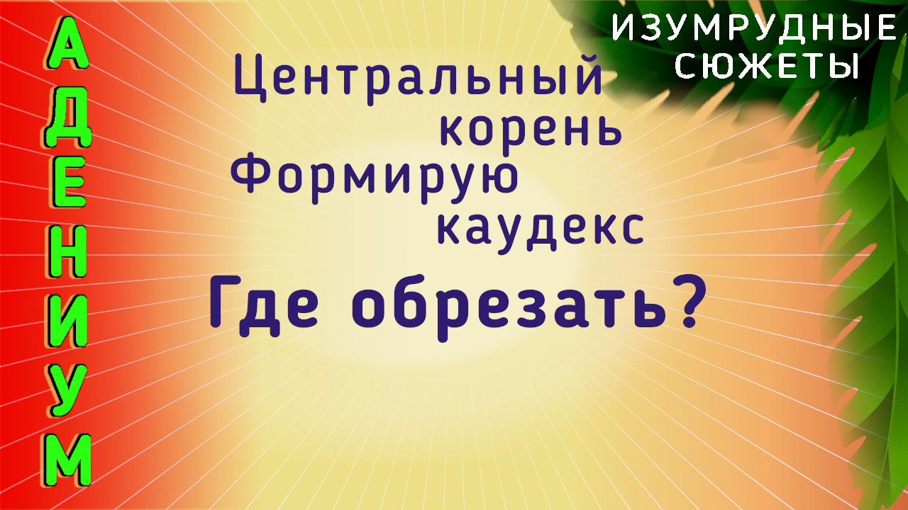 Формирование Адениума. Где Обрезать Каудекс || Центральный Корень Адениума.