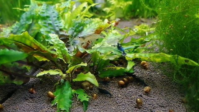 Креветосы в маленьком аквасе