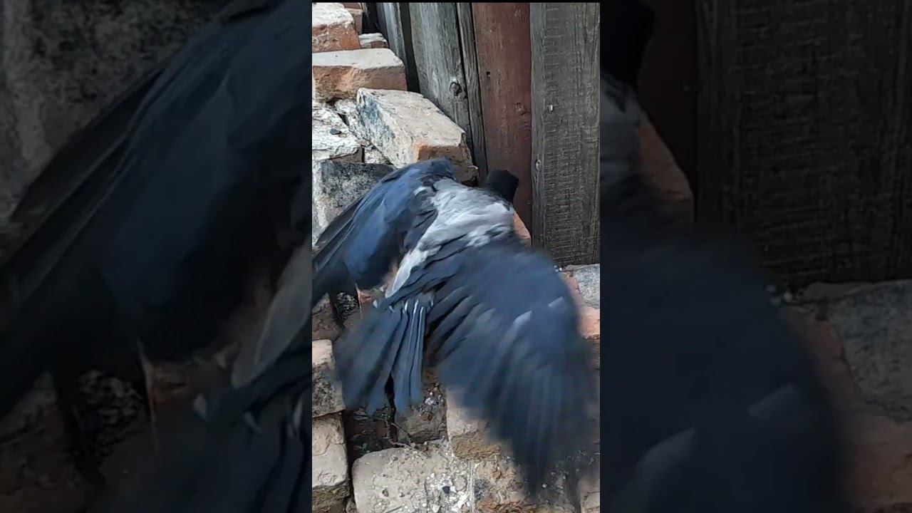 Птенец вороны делает первые шаги. #природа