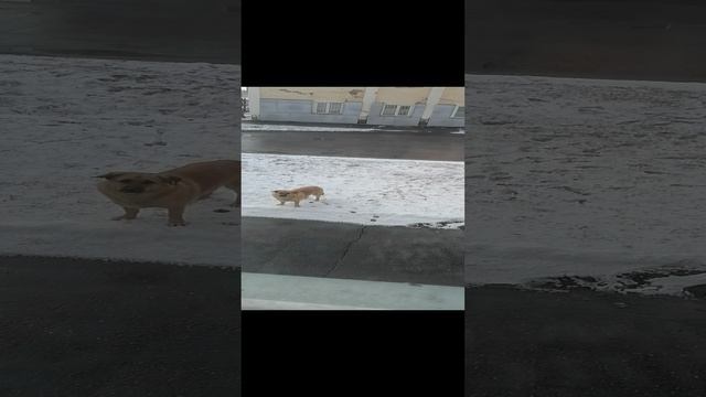 Когда друг пришёл в гости