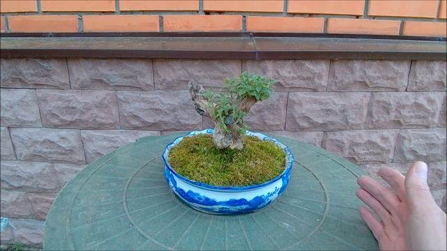 Бонсай Чубушник или садовый Жасмин Philadélphus формирование весна 2023 год