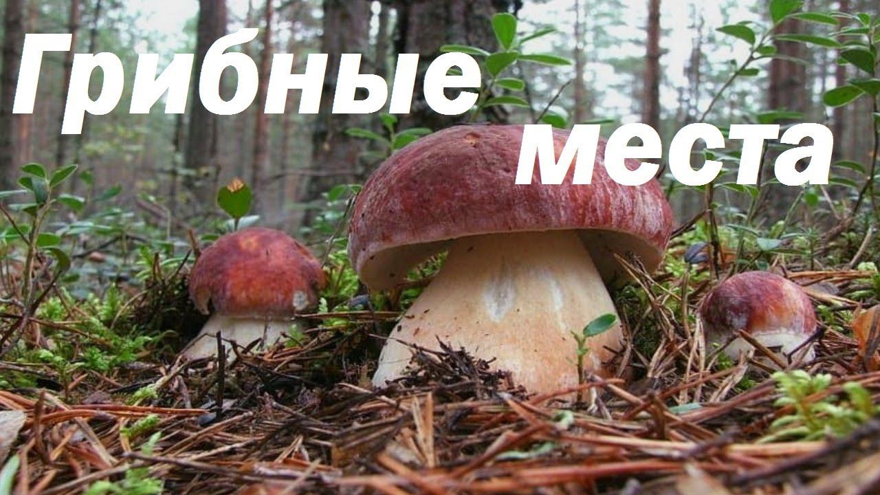 ГРИБЫ ПОШЛИ ! / На сбор грибов в Северную Карелию. Белые грибы