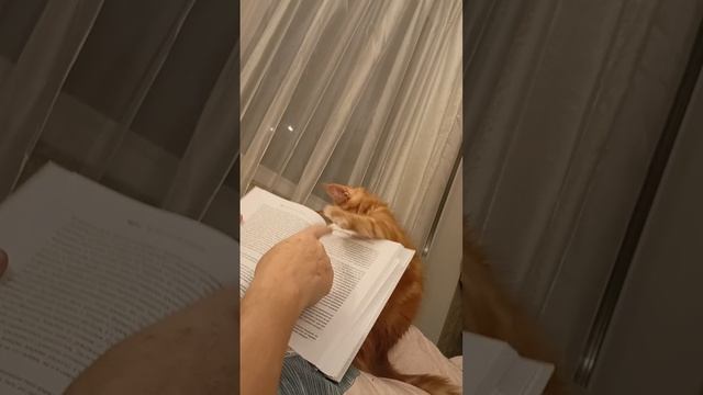 Котёнок и книга!)))