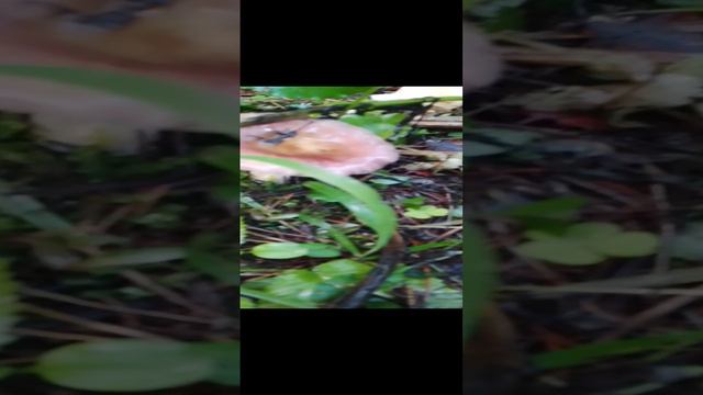 очередная вкуснятина #online #bbc #машаимедведь #мужскоеженское #тнт #прогулка #лес #всевкучу #грибы