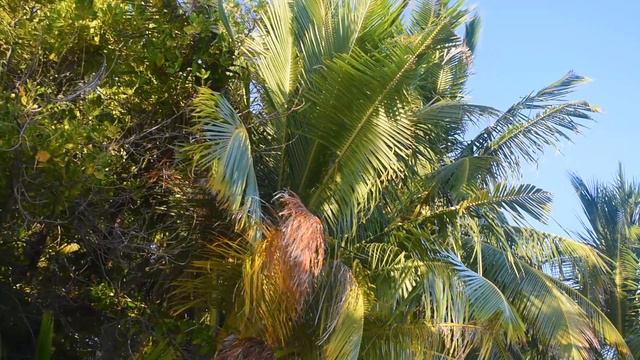 Мальдивы. Атмосферное утро на Fihalhohi Island Resort