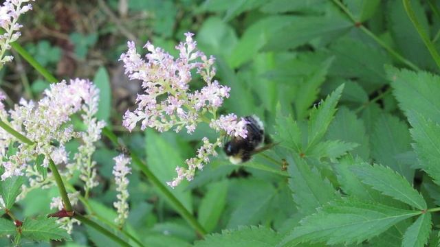 Шмель собирает пыльцу
