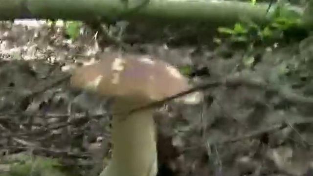 Грибная горячка 2