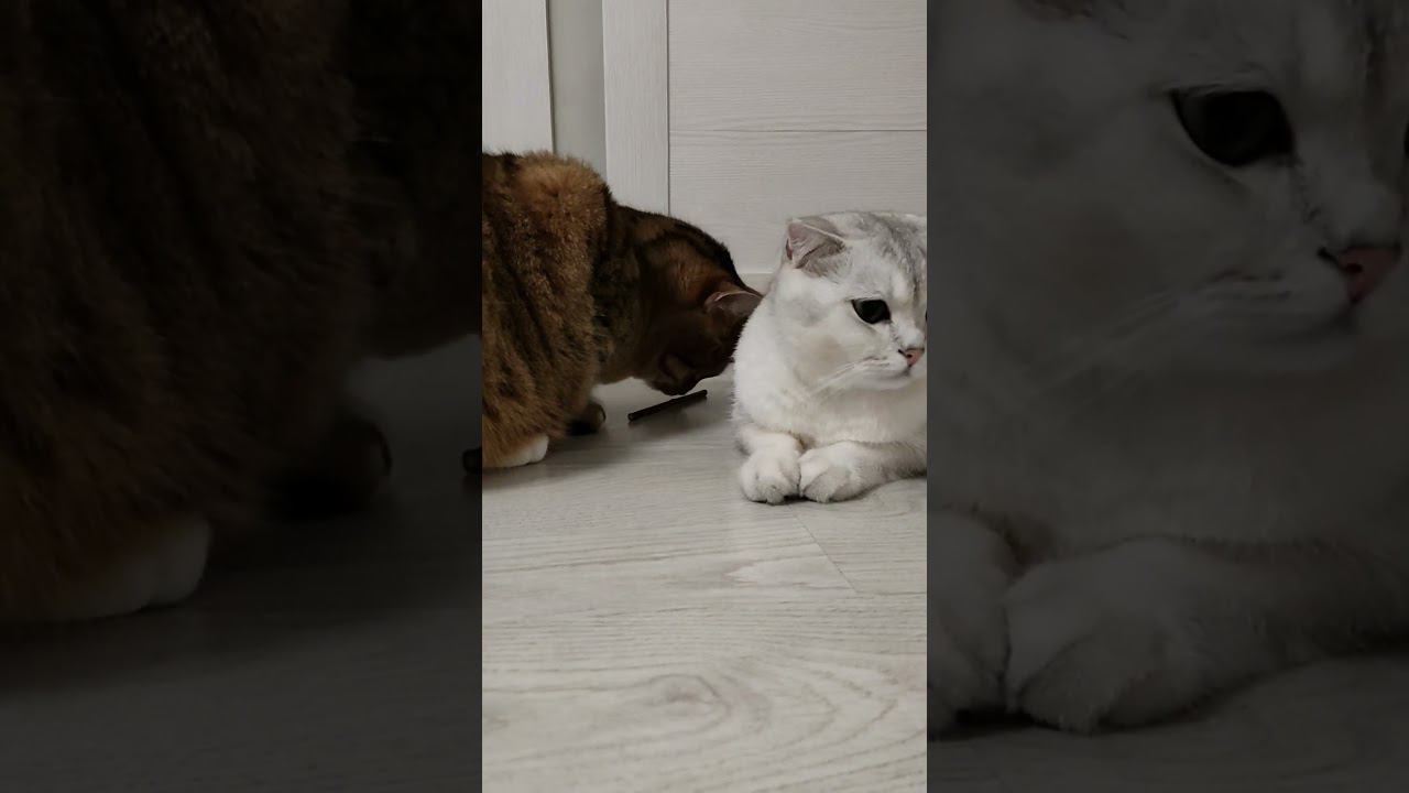 На корвалоле #cat #котики #catlover #Кокос #Тигр #тренды #kitten #рекомендации