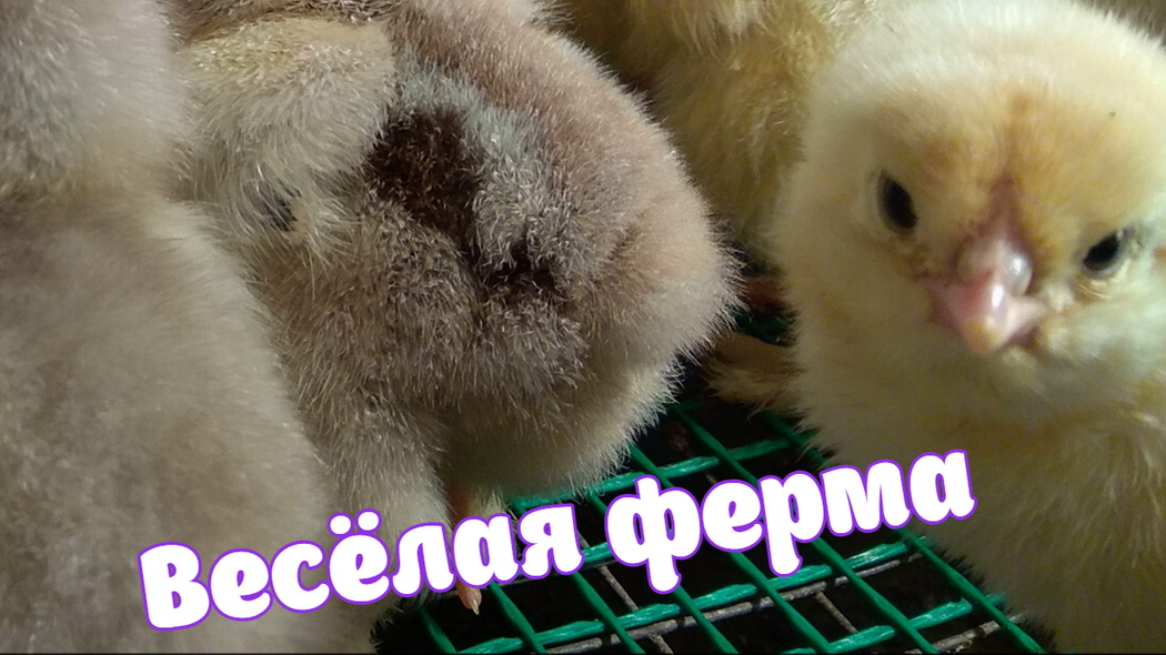 весёлая ферма