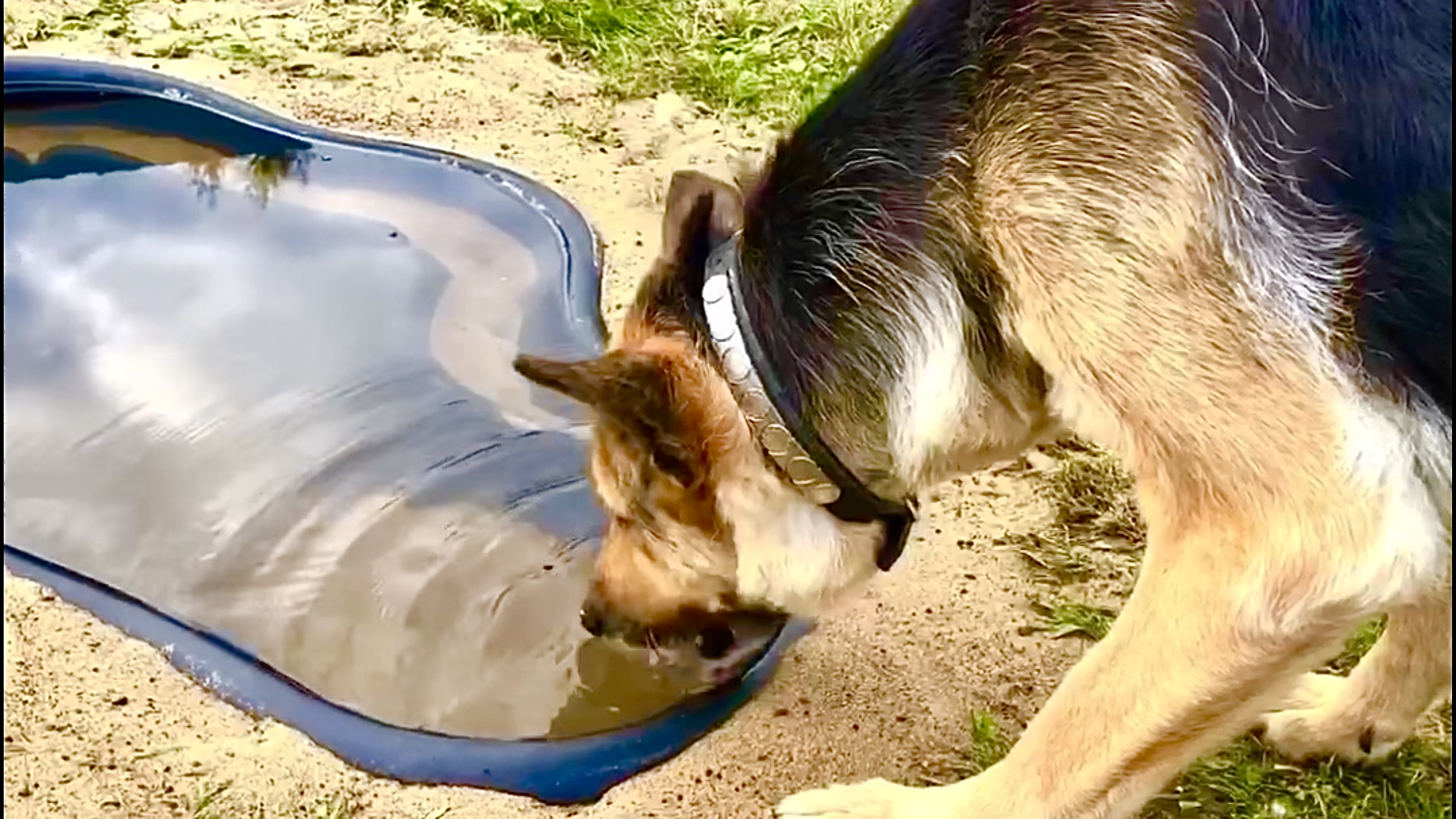 Как веселится терьерша Лотос и дурачится с хозяином от радости, что мы сделали прудик рядом с домом
