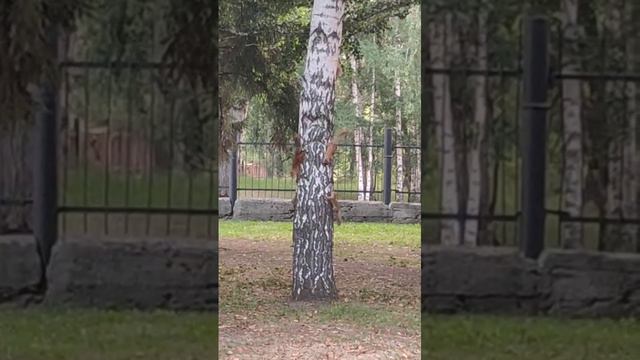 Белки водят хоровод