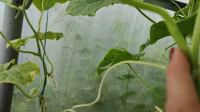 Формируем правильно огурцы и урожай до Зимы