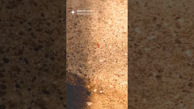 клещ краснотелка