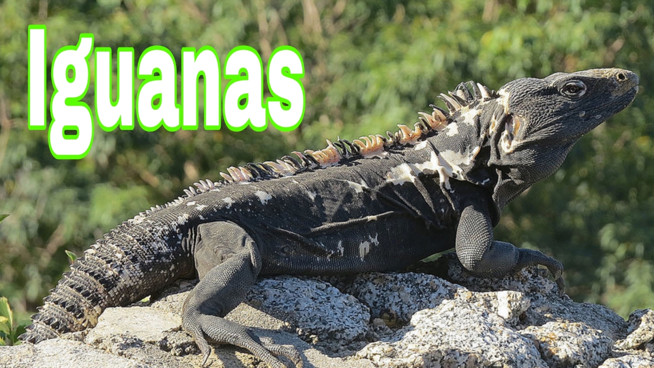 Bahia Principe Grand Tulum. MEXICO. ИГУАНЫ. Обед по расписанию.