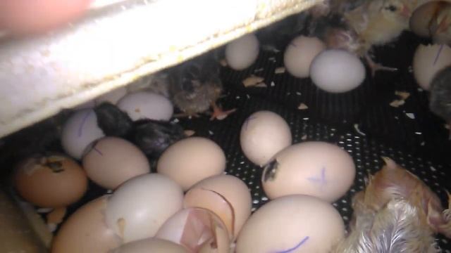 Вылупление цыплят в инкубаторе.
