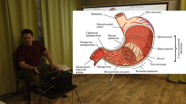 Пищеварительная система человека