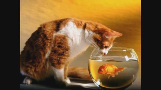 "ЗОЛОТАЯ РЫБКА или в баре при дороге"    кантри-группа "ПОПОЙ-КА"