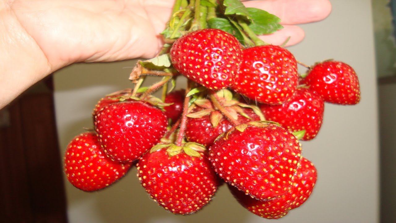 ОБРАБОТКА  КЛУБНИКИ ОТ ВРЕДИТЕЛЕЙ  И БОЛЕЗНЕЙ ПОСЛЕ ПЛОДОНОШЕНИЯ