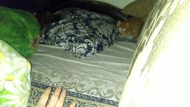 Первая неделя в  новом доме. Кто в доме хозяин_.mp4