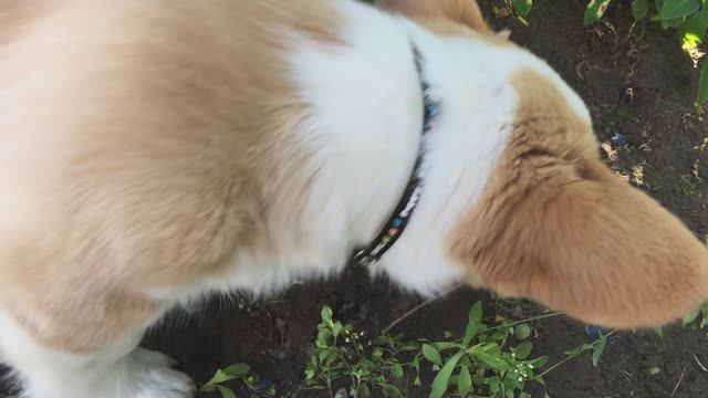 Лаврик. Охота на жимолость 2016