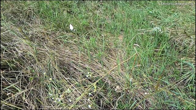 World in Emotion #37 Trip to Maykop