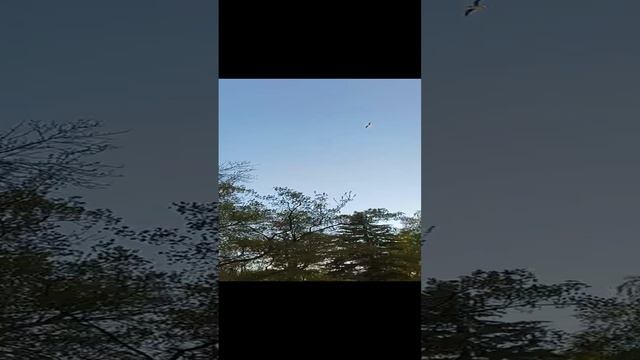 Парк на Крестовском острове , Диво остров