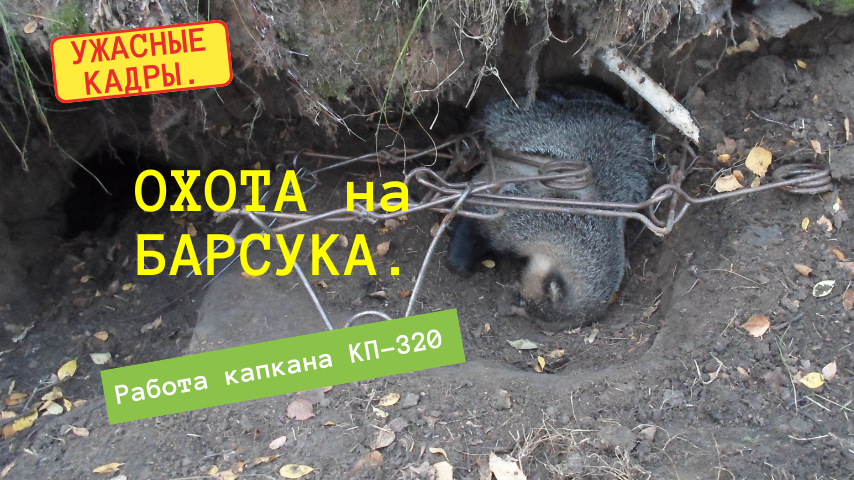 Охота на барсука. Работа проходного капкана КП-320.