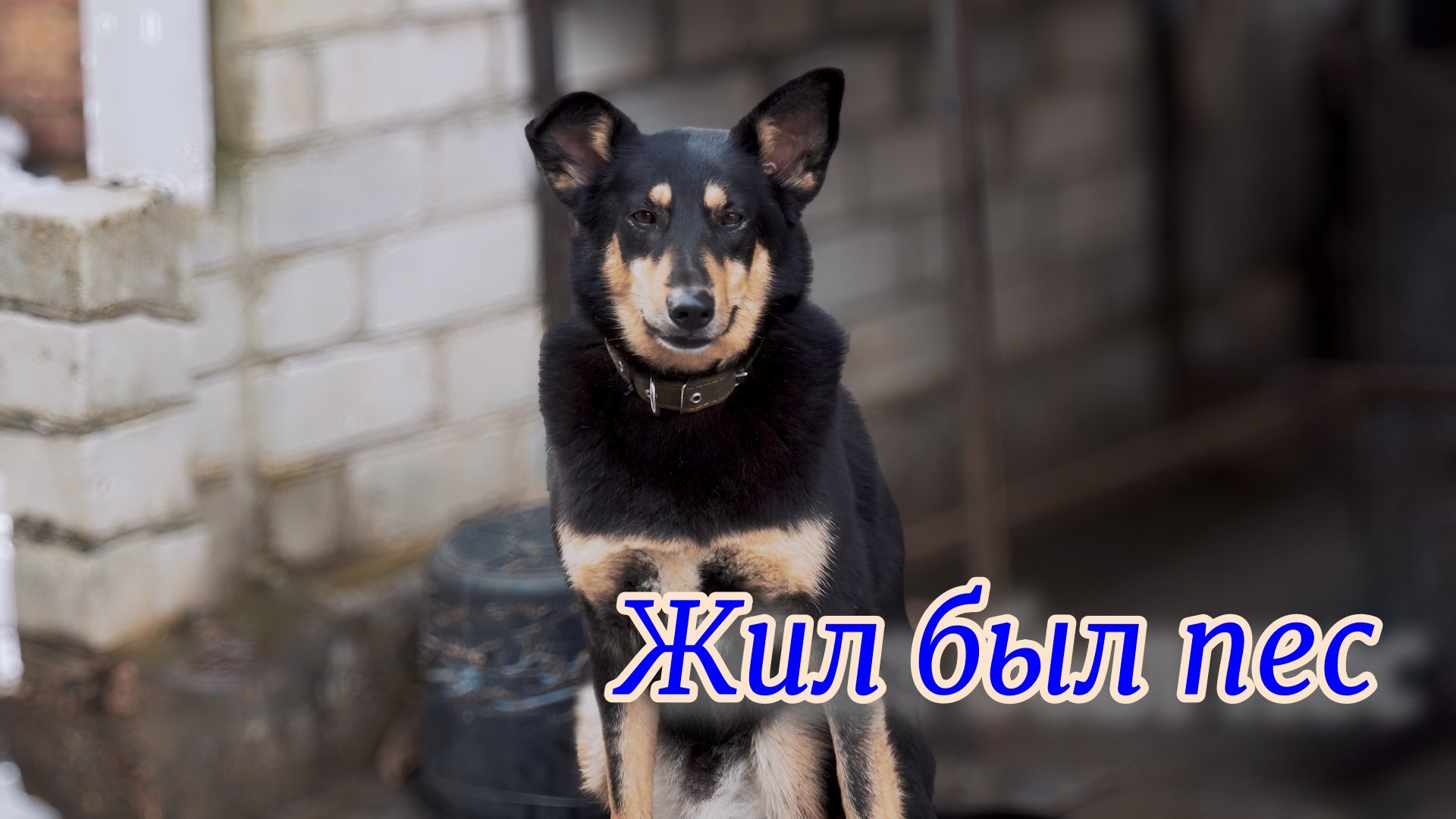 Жил был пес