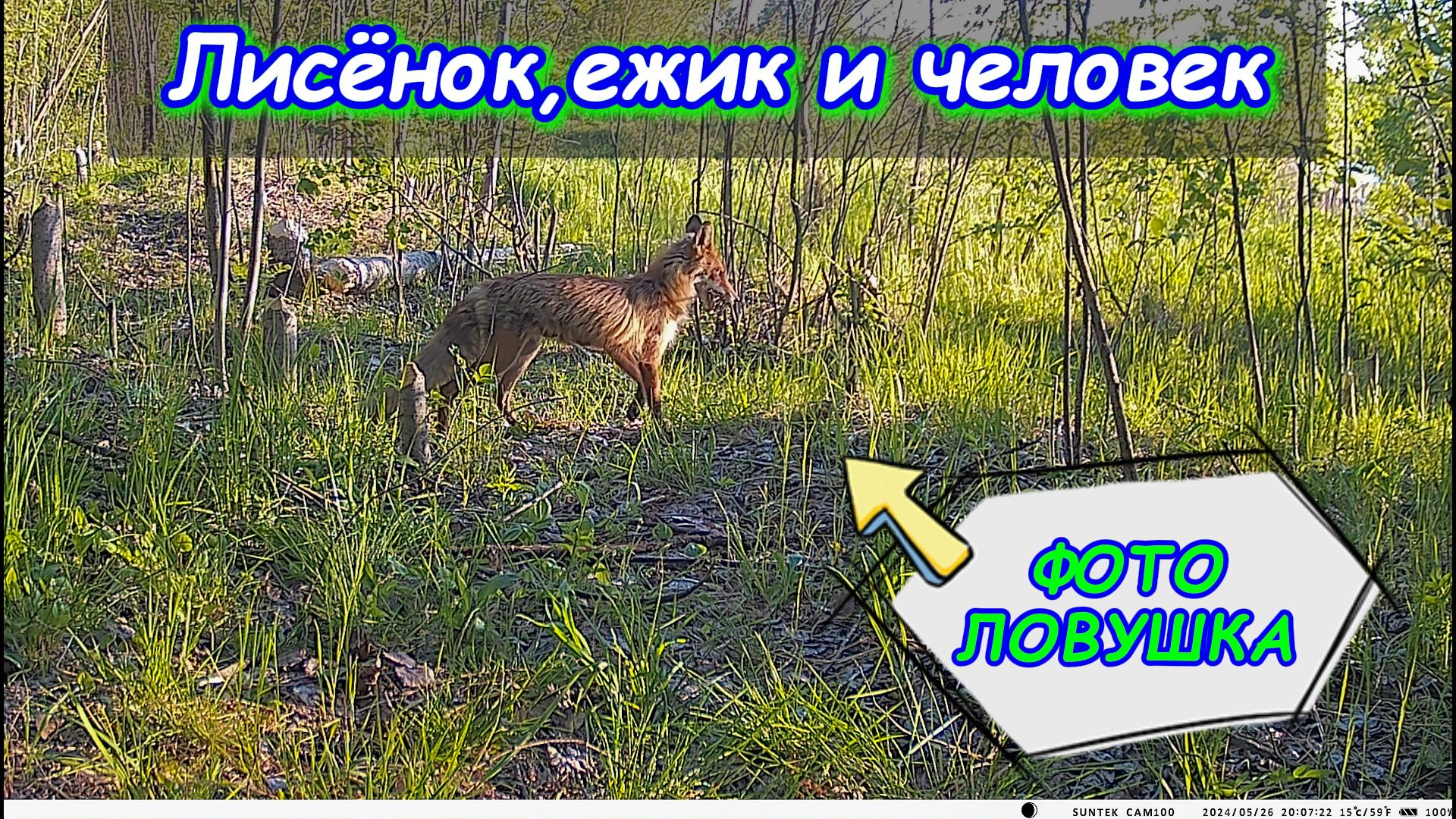 ФОТОЛОВУШКА. ЛИСЕНОК, ЕЖИК И ... ЧЕЛОВЕК