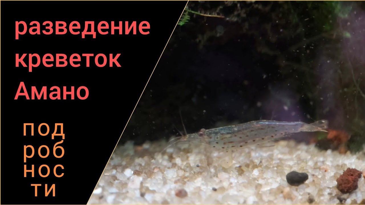 Немного подробностей о разведении креветок Амано