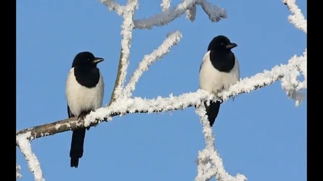 Людмила Кузнецова Киреева  Снег слегка припудрил тропки сада