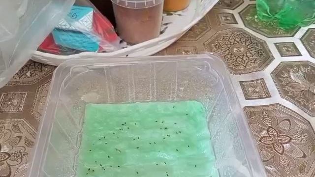 Посадка павловнии