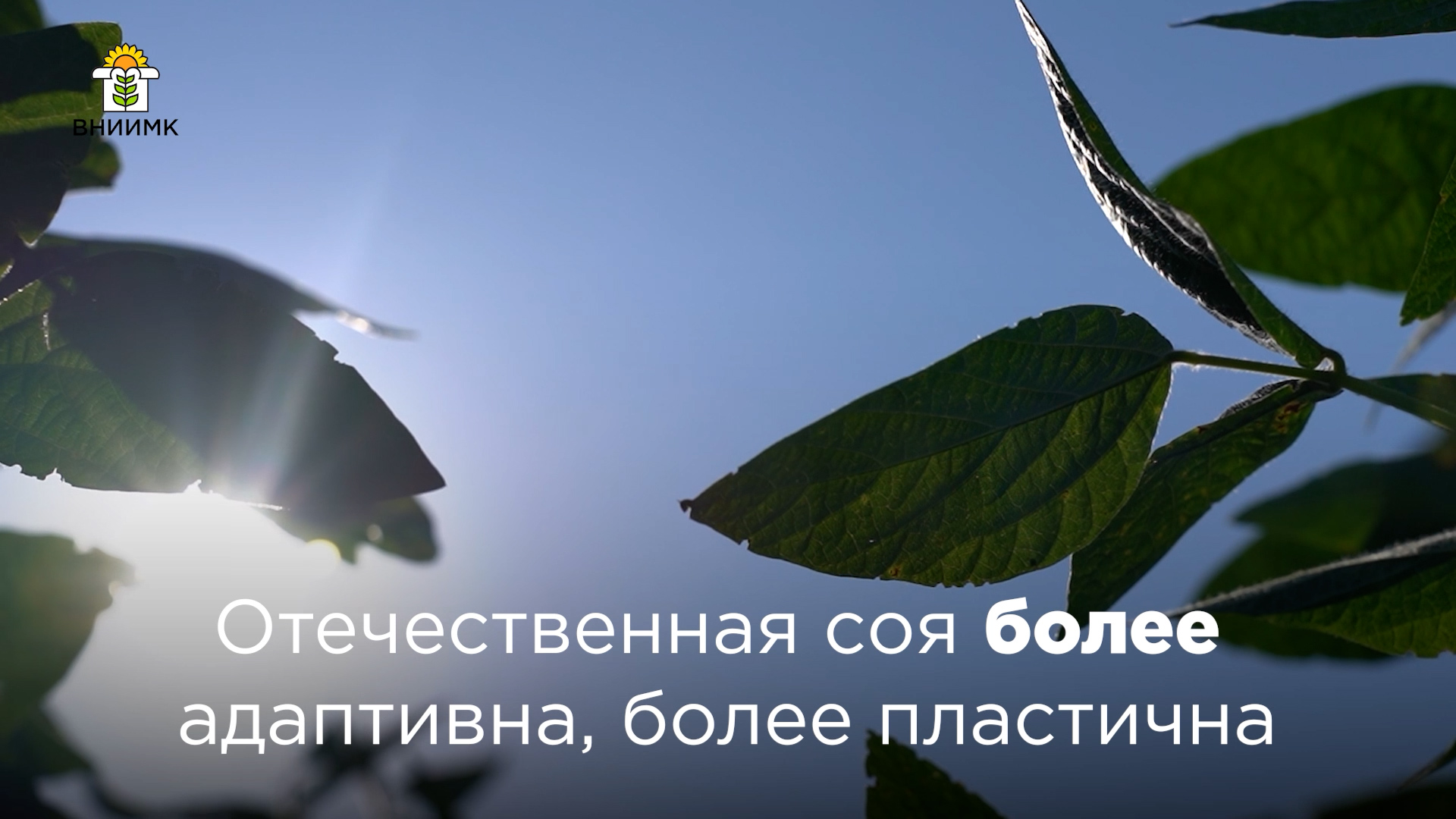 КубГАУ: площади учебно-опытного хозяйства занимают сорта сои селекции ВНИИМК