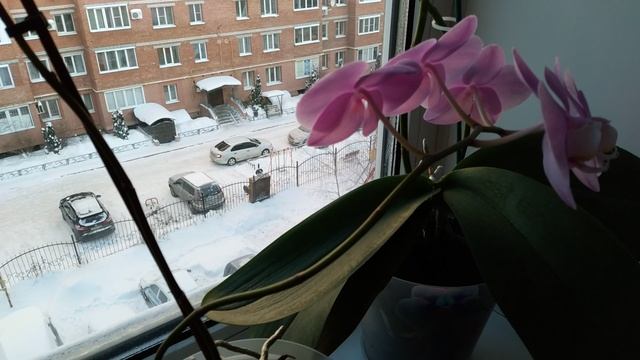 Орхидеи цветут. Декабрь 2021