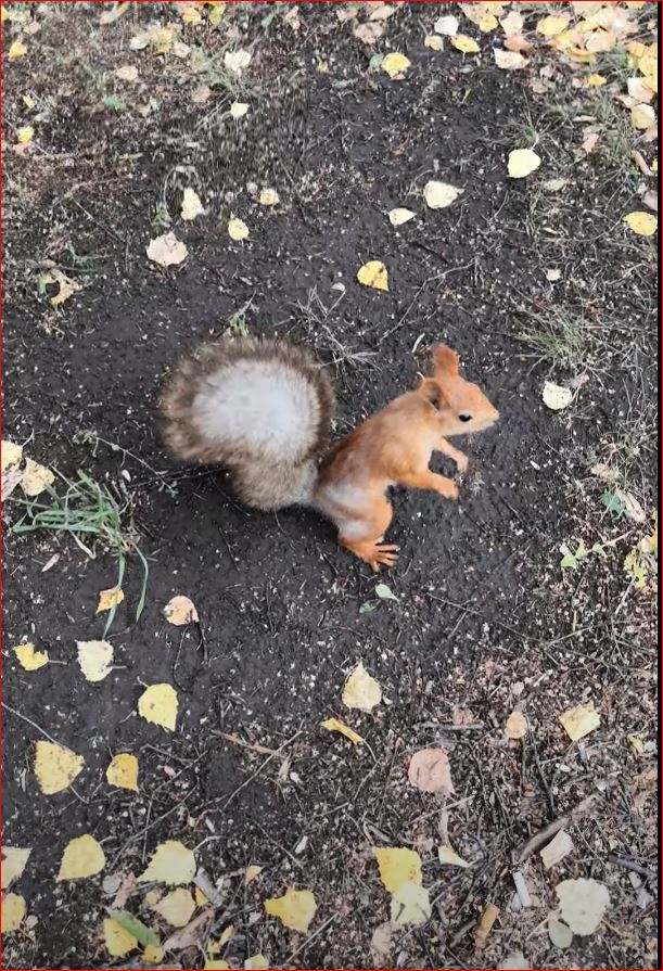 Готовимся к зиме! Белка попрошайка.