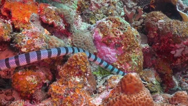 Ocean 4K - Музыка, релакс, океан