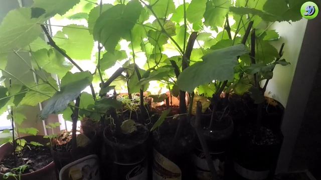 Обзор рассады табака 2021 года.