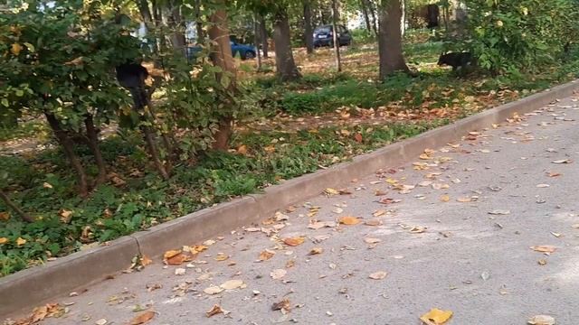 Коррекция агрессии у южнорусской овчарки