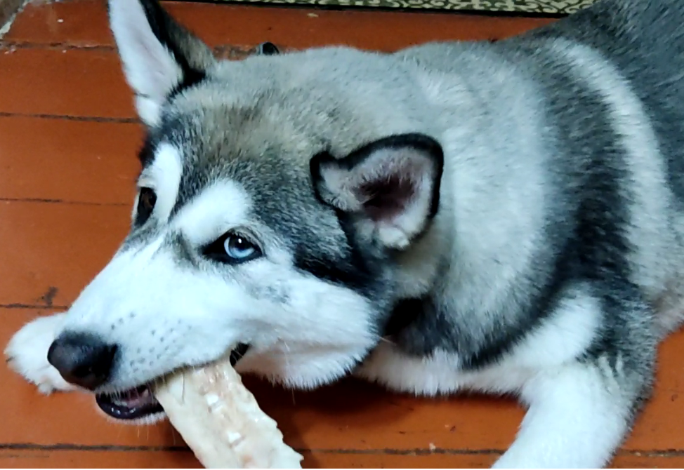 Хаски и РЫБА масляная!.mp4