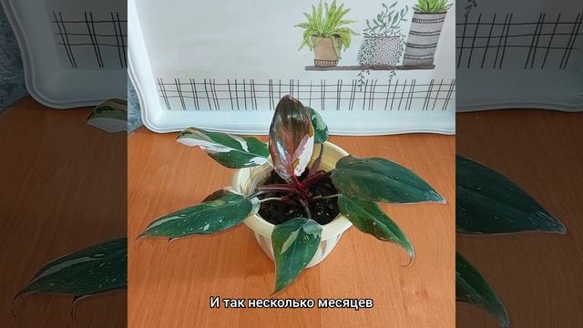 #ФИЛОДЕНДРОН Ред Андерсон наконец-то растет?Очень красивые #листья ? #цветы #растения #shorts