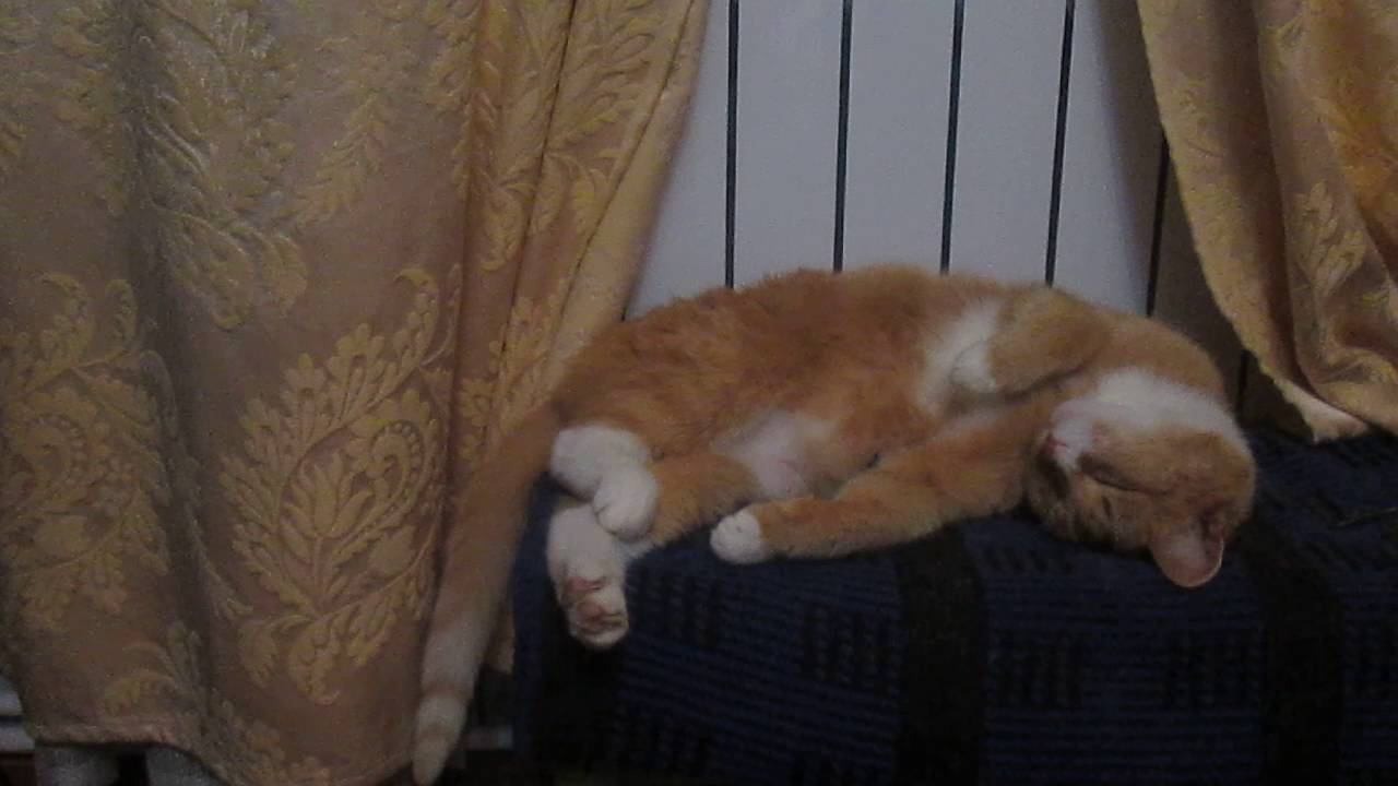 Рыжик почивааааает, никто ему не мешаааает