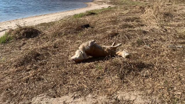 Лаврик: «Купаться очень хочется, полотенце всегда рядом» Май 2019