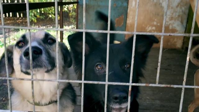 Благотворительный фонд помощи животным «Хвостатый рай»