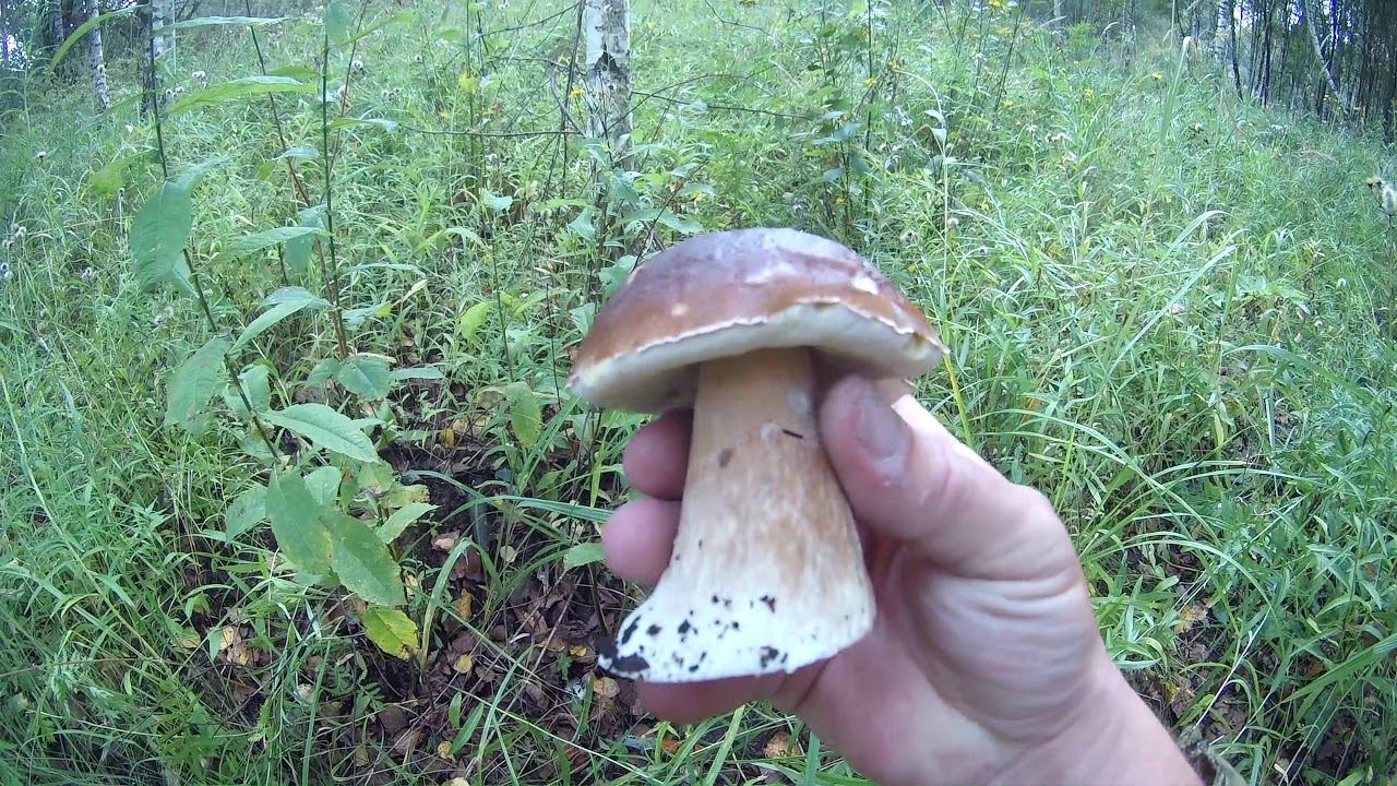 За грибами! Часть 1