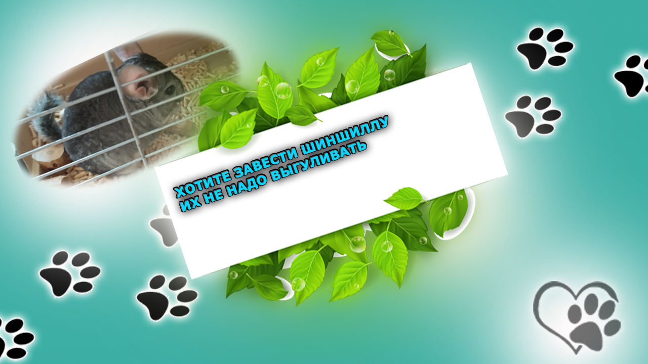 ХОТИТЕ ЗАВЕСТИ ШИНШИЛЛУ|ИХ НЕ НАДО ВЫГУЛИВАТЬ