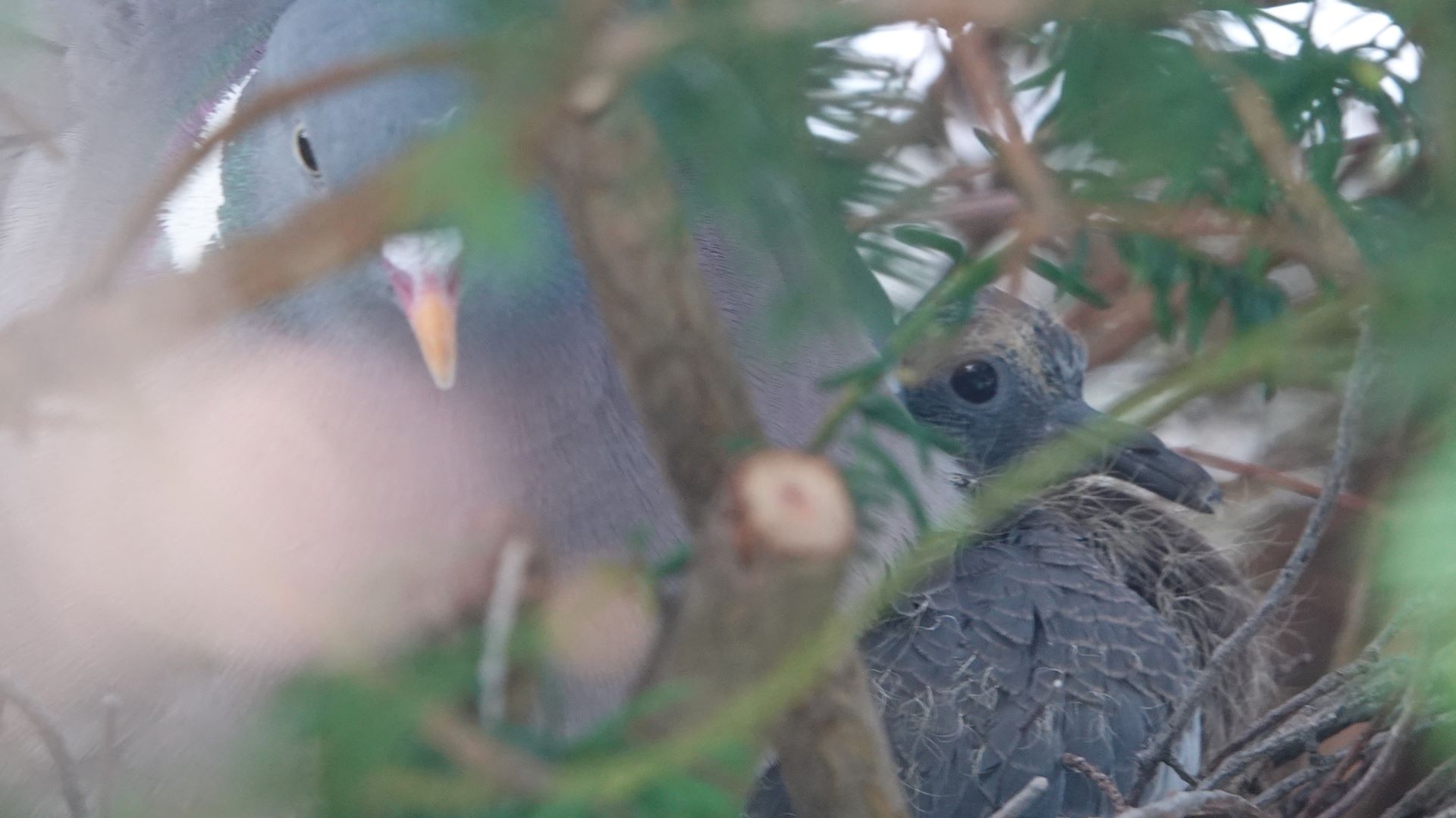 Verborgenes Leben von Tauben (1 Monat Taubenpaar und 14 Tage des Lebens eines Taubenkükens).